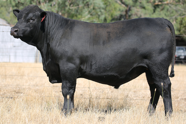 Prime Angus – BJS Livestock Photography