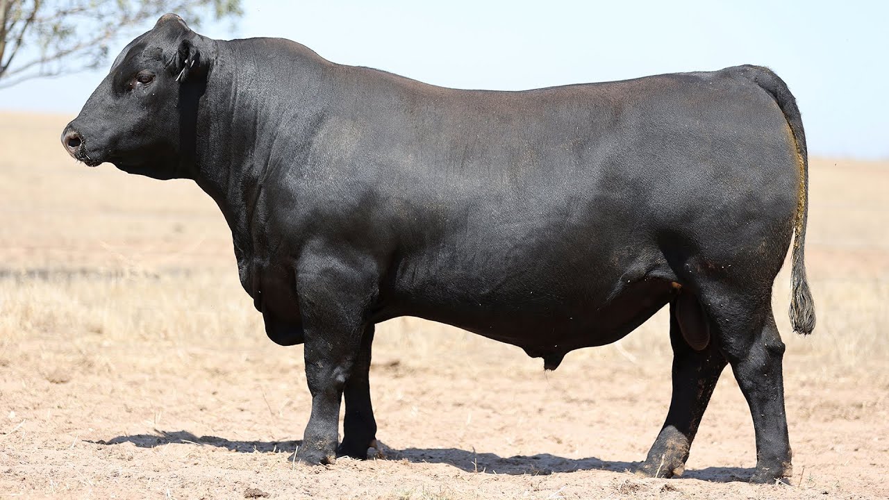 Bull Oak Well Angus – BJS Livestock Photography