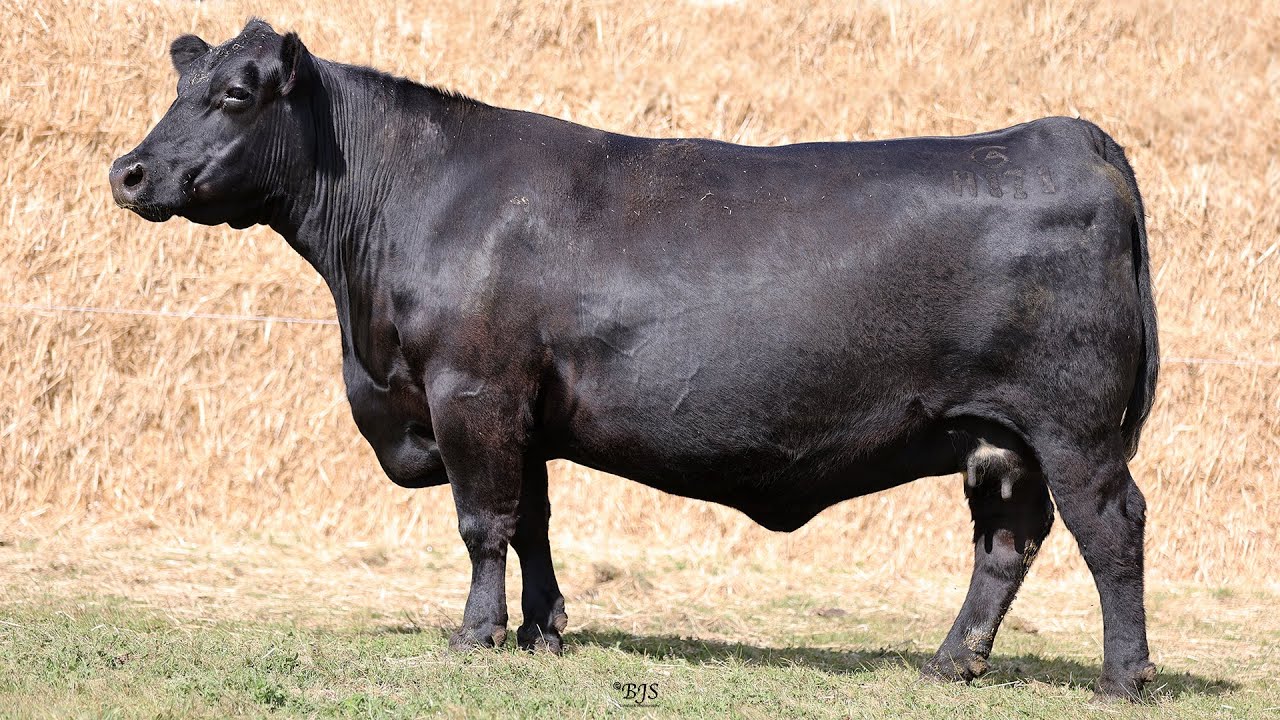 Coonamble Angus – BJS Livestock Photography